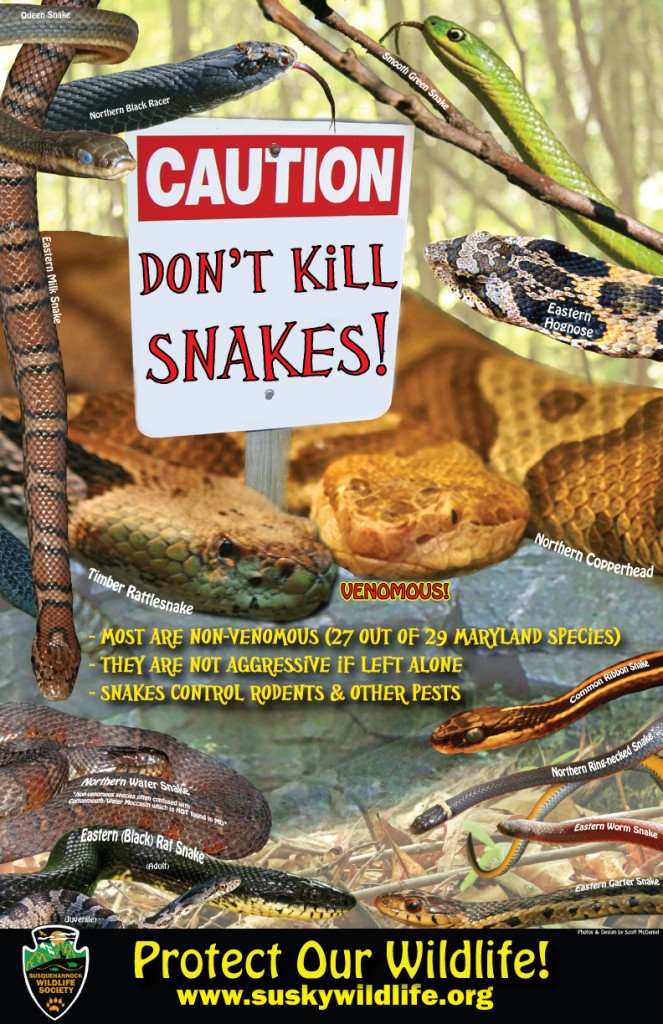 Wildlife Awareness Posters - Susquehannock Wildlife Society