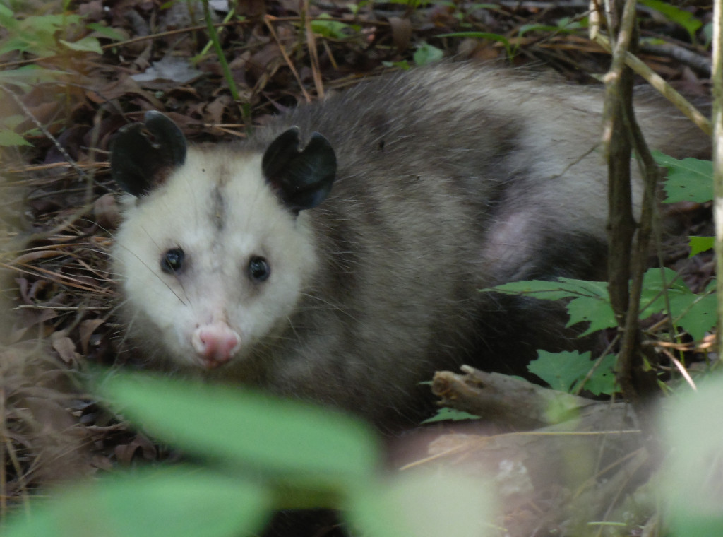 Virginia Opossum - Susquehannock Wildlife Society