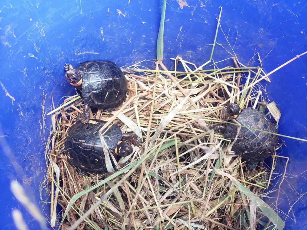 Bog Turtle Survey & Radio Telemetry with MD DNR / USFWS - Susquehannock ...
