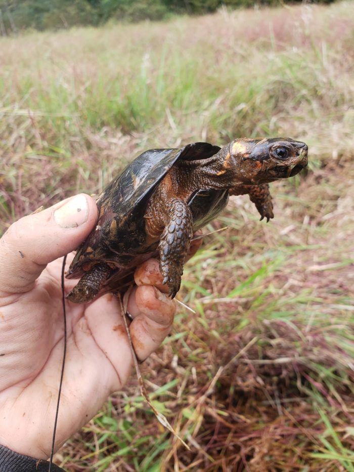 Bog Turtle Survey & Radio Telemetry with MD DNR / USFWS - Susquehannock ...