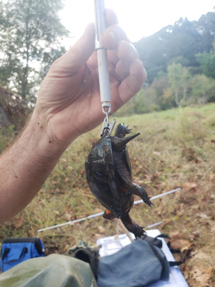 Bog Turtle Survey & Radio Telemetry with MD DNR / USFWS - Susquehannock ...