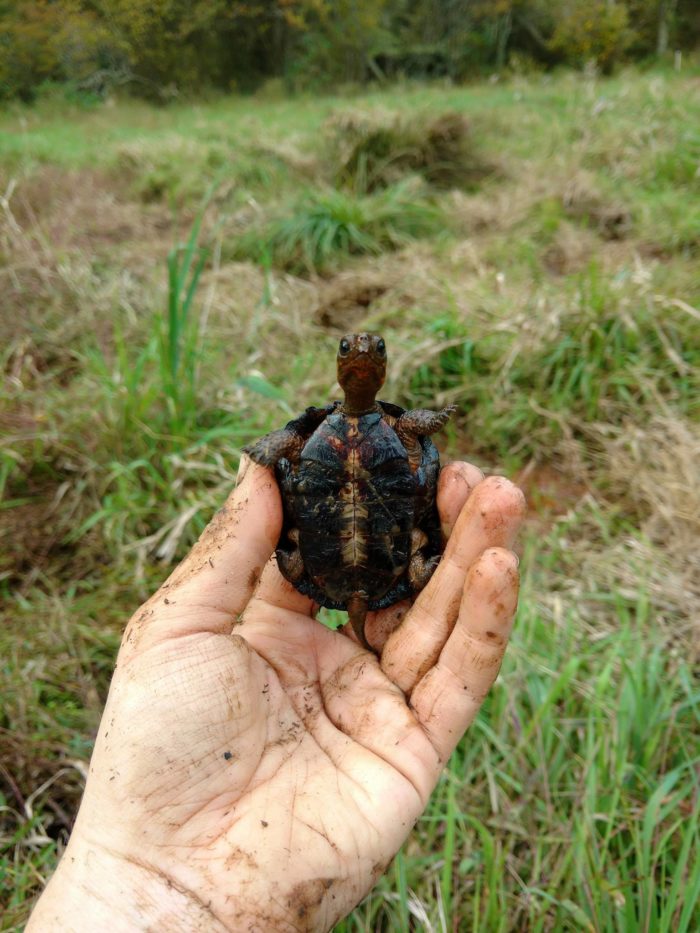 Bog Turtle Survey & Radio Telemetry with MD DNR / USFWS - Susquehannock ...