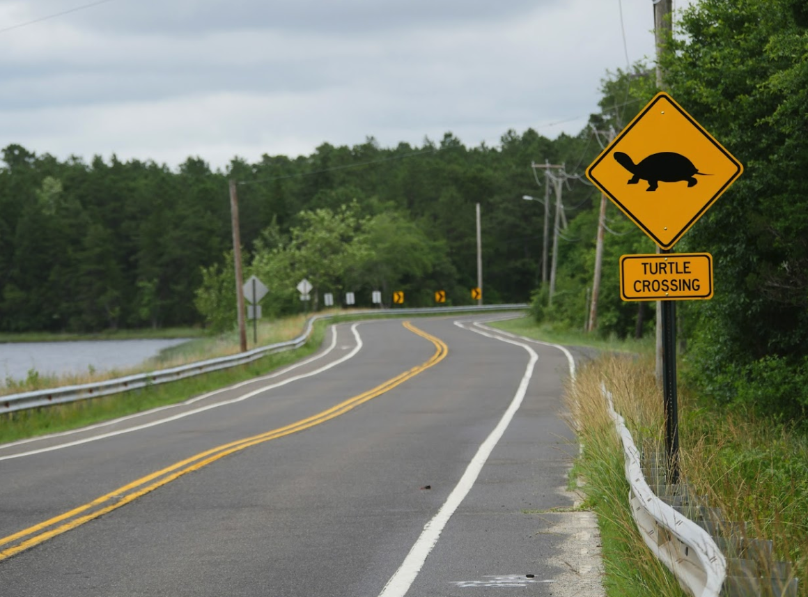 New Research Published on The Effects of Road Mortality on a Spotted ...