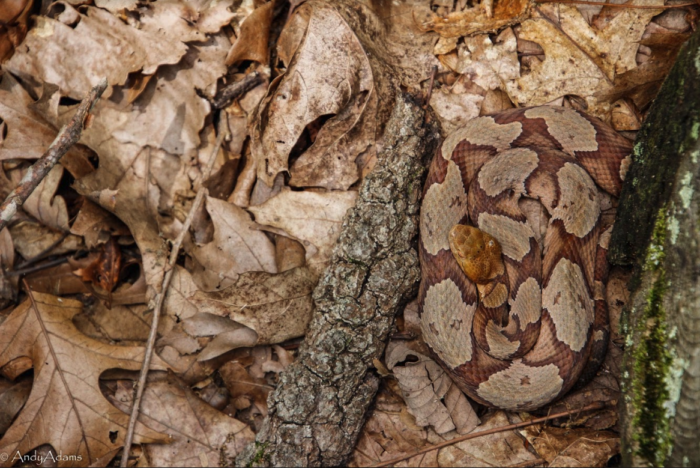 How Likely is a Copperhead Bite? New Research Helps Shed Light on This ...