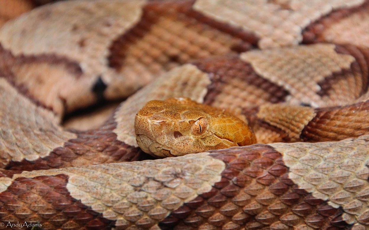 How Likely is a Copperhead Bite? New Research Helps Shed Light on This ...