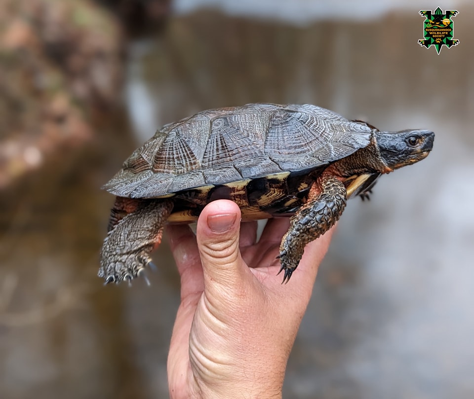 Wood Turtle Research Recap - Susquehannock Wildlife Society