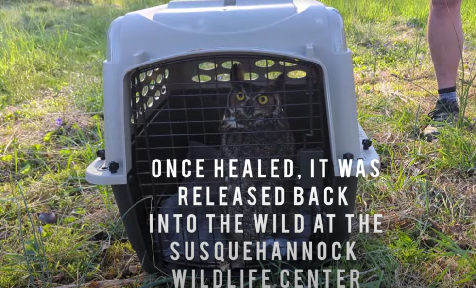 Great Horned Owl Release - Susquehannock Wildlife Society
